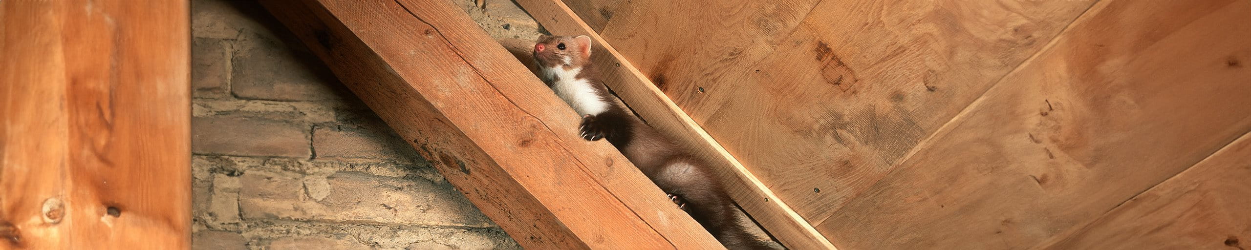 Damage caused by martens to cars or houses | Zurich Switzerland